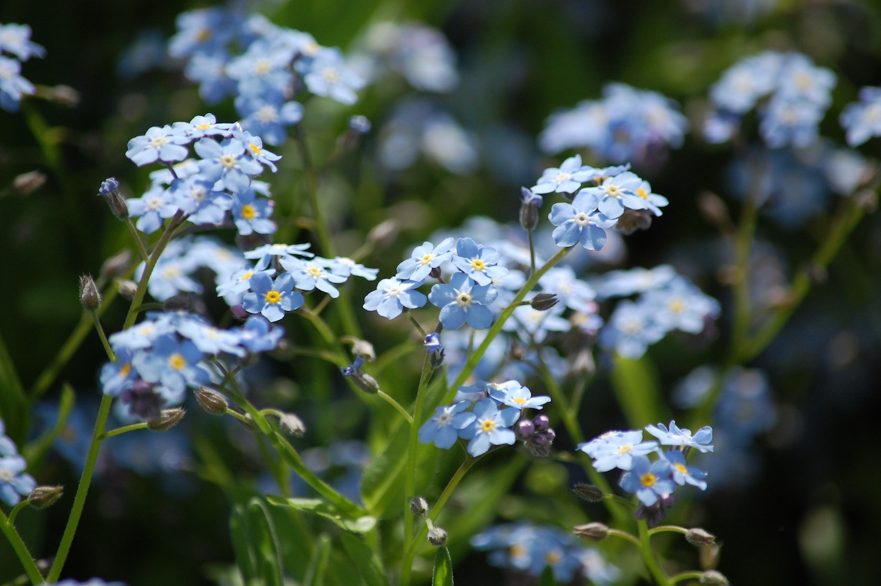 Forget-me-not | The Ripest Pics