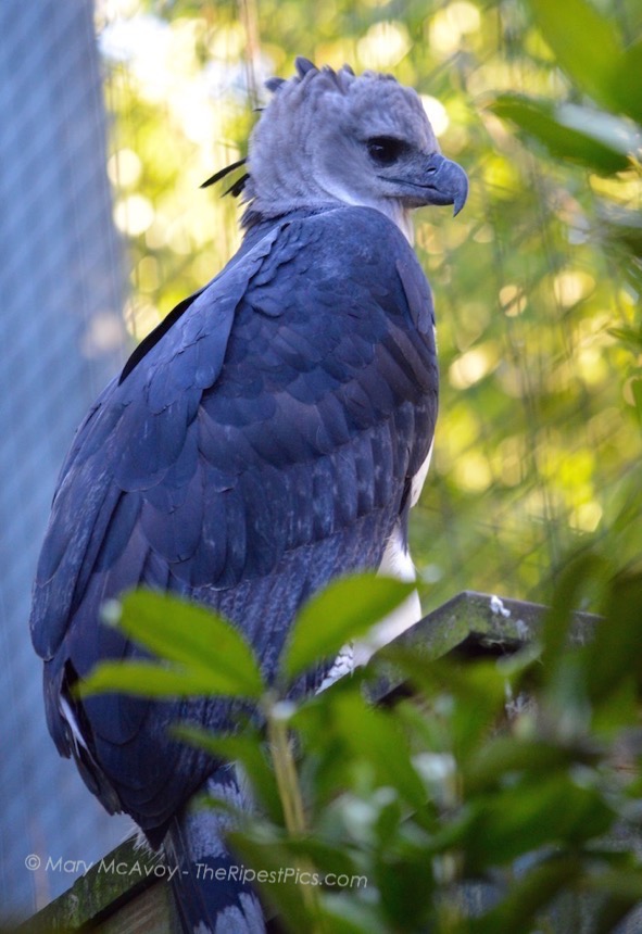 Harpy Eagle at ZooMiami – Mary McAvoy | The Ripest Pics